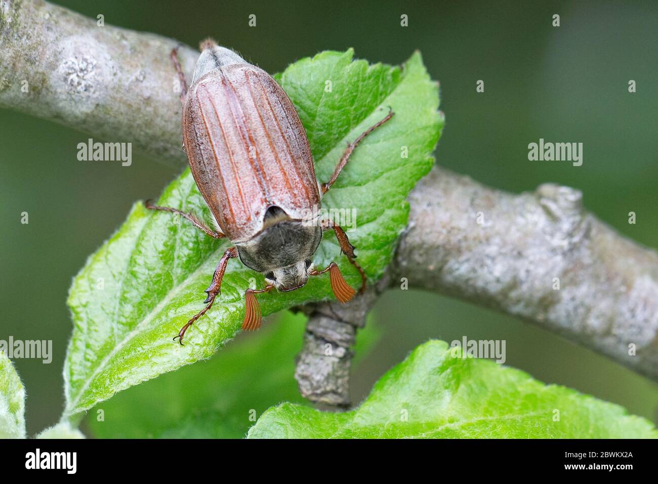Common Cockchafer (Melolontha melolontha Stock Photo - Alamy