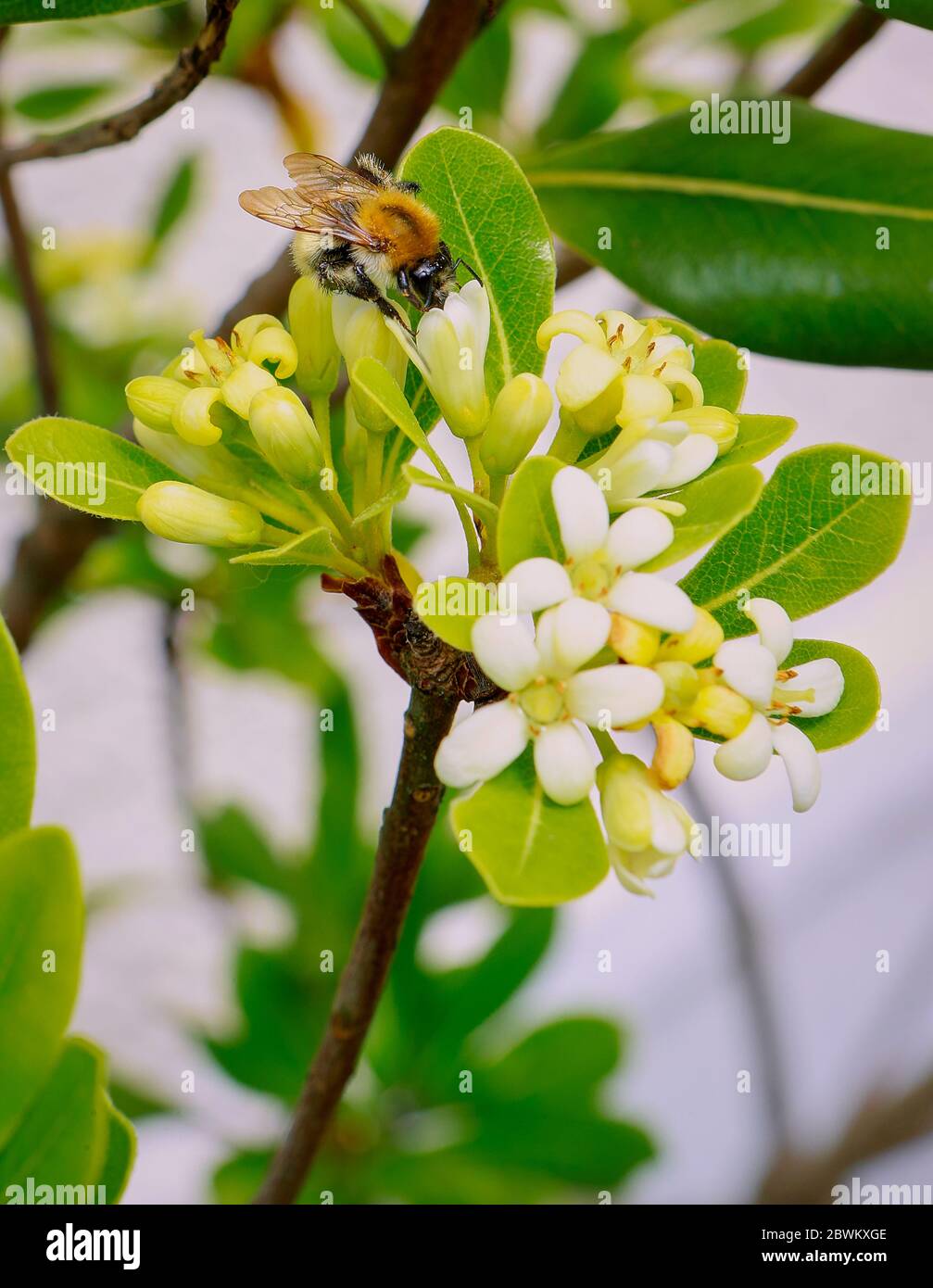 Japanese Pittosporum High Resolution Stock Photography and Images - Alamy