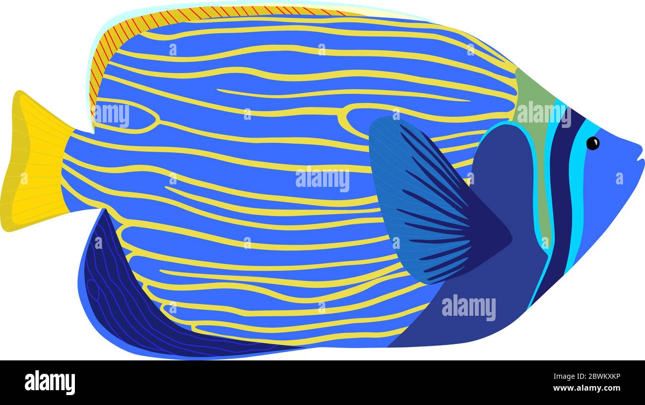 Imperator Imperial Fish High Resolution Stock Photography and Images ...