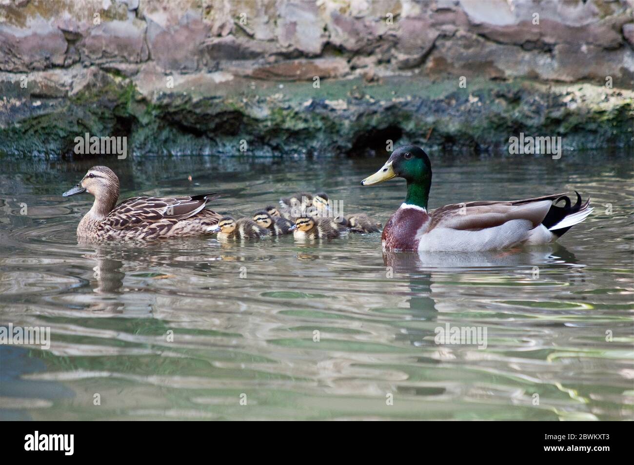 Mallard duck family, male, female and ducklings, at River Walk channel ...