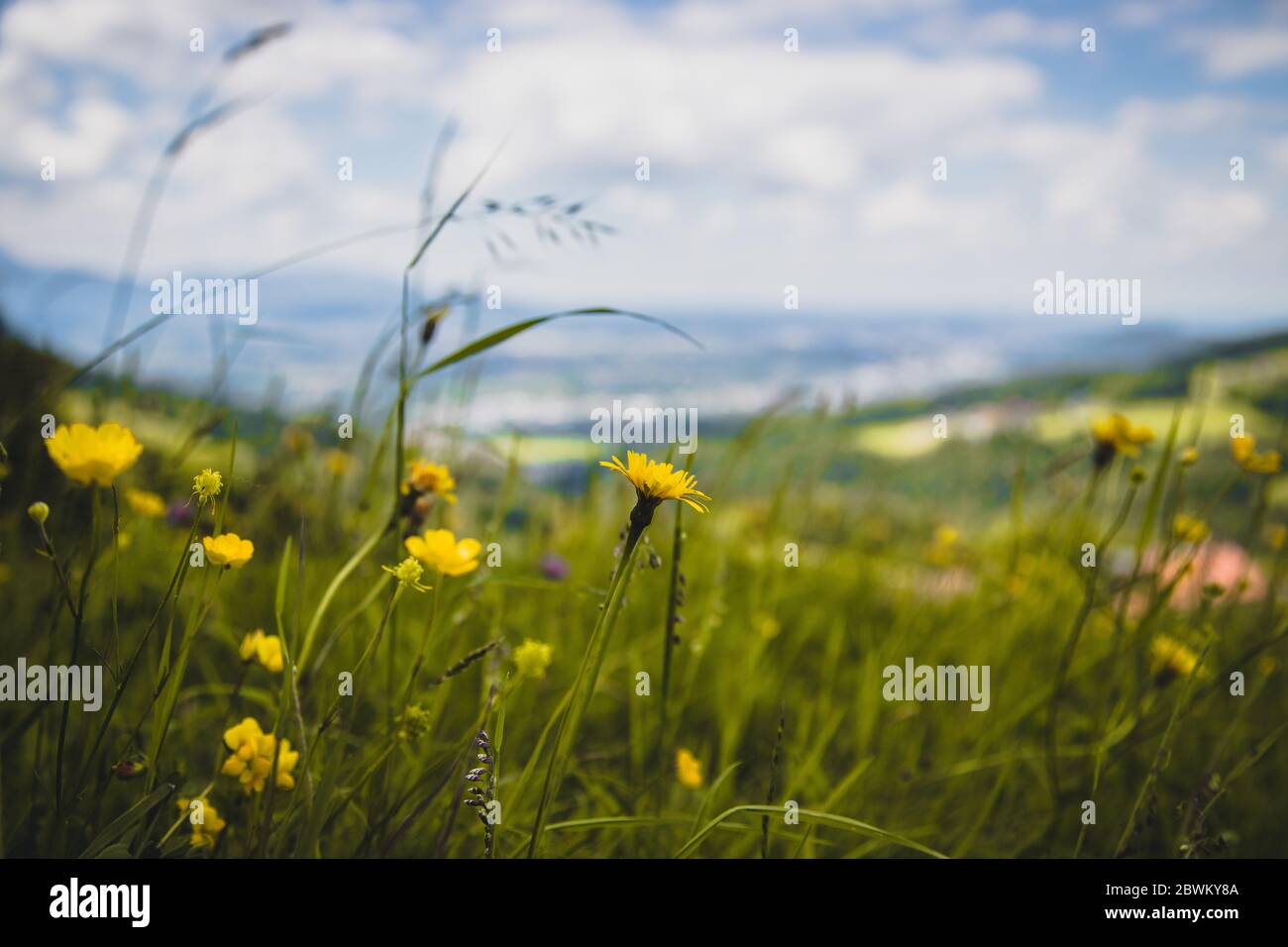 Colorful alpine flowers in spring, close up picture Stock Photo - Alamy
