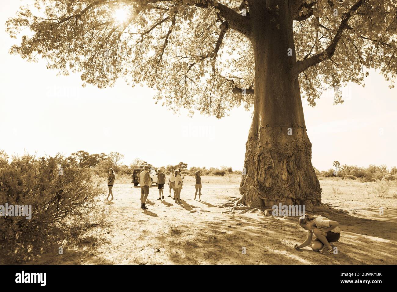 Group of people, tourista and guide under a spreading baobab tree ...