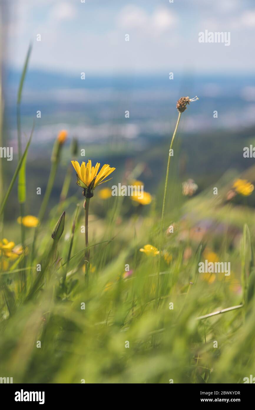 Colorful alpine flowers in spring, close up picture Stock Photo - Alamy