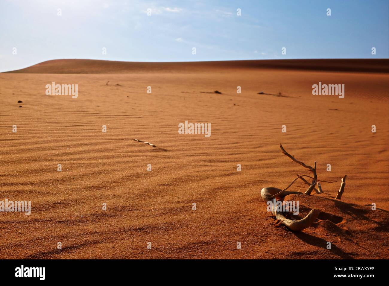 Dried plant branch on a desert area. Hot warm summer and ...