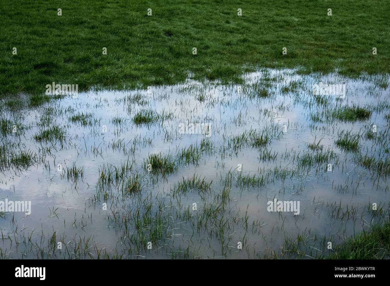 High angle close up of partially flooded grass field in winter Stock ...
