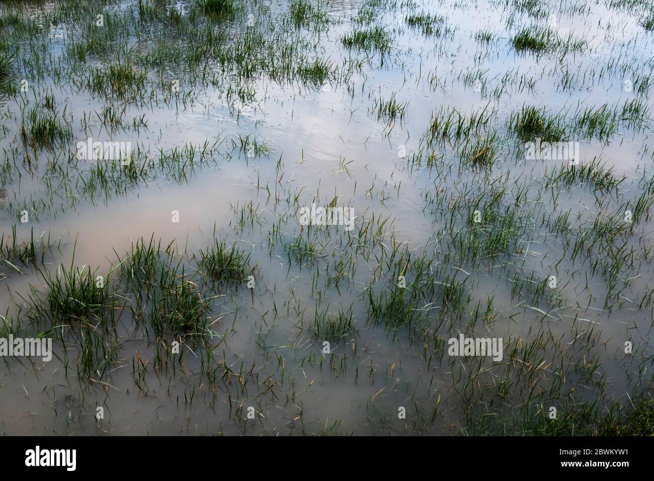 High angle close up of partially flooded grass field in winter Stock ...