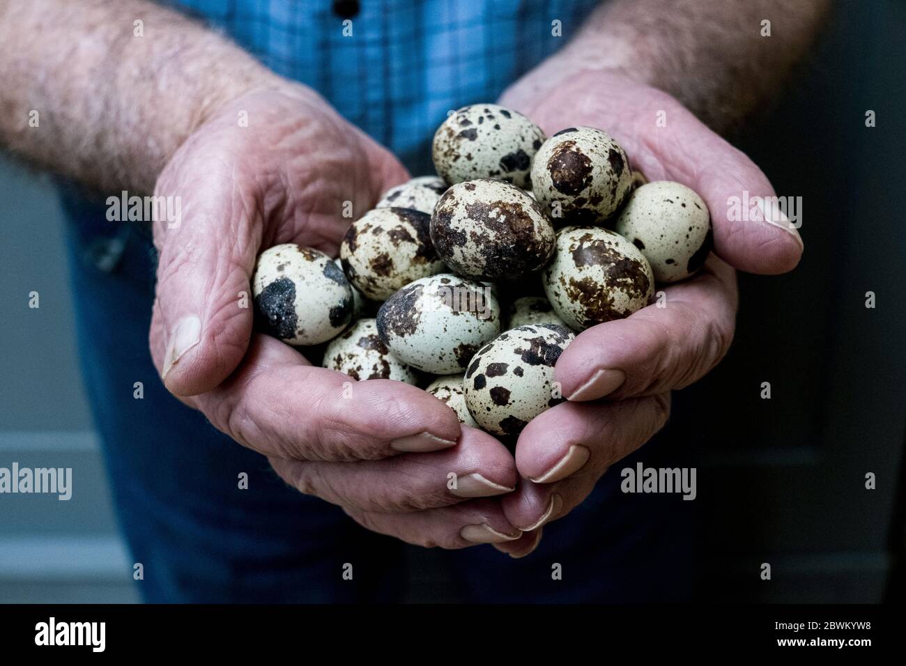 Quail person hi-res stock photography and images - Alamy