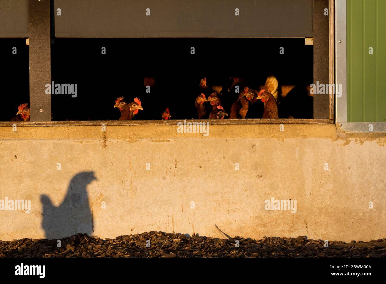 Non free range hen hi-res stock photography and images - Alamy