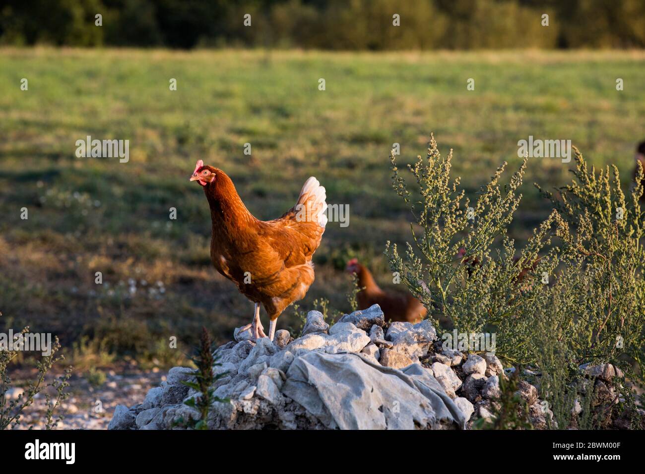Chicken eating stones hi-res stock photography and images - Alamy