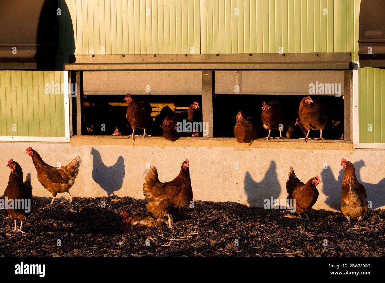 Free range chickens by a hen house, in the early morning, casting ...