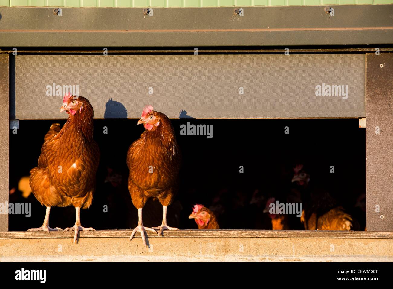 Non free range hen hi-res stock photography and images - Alamy