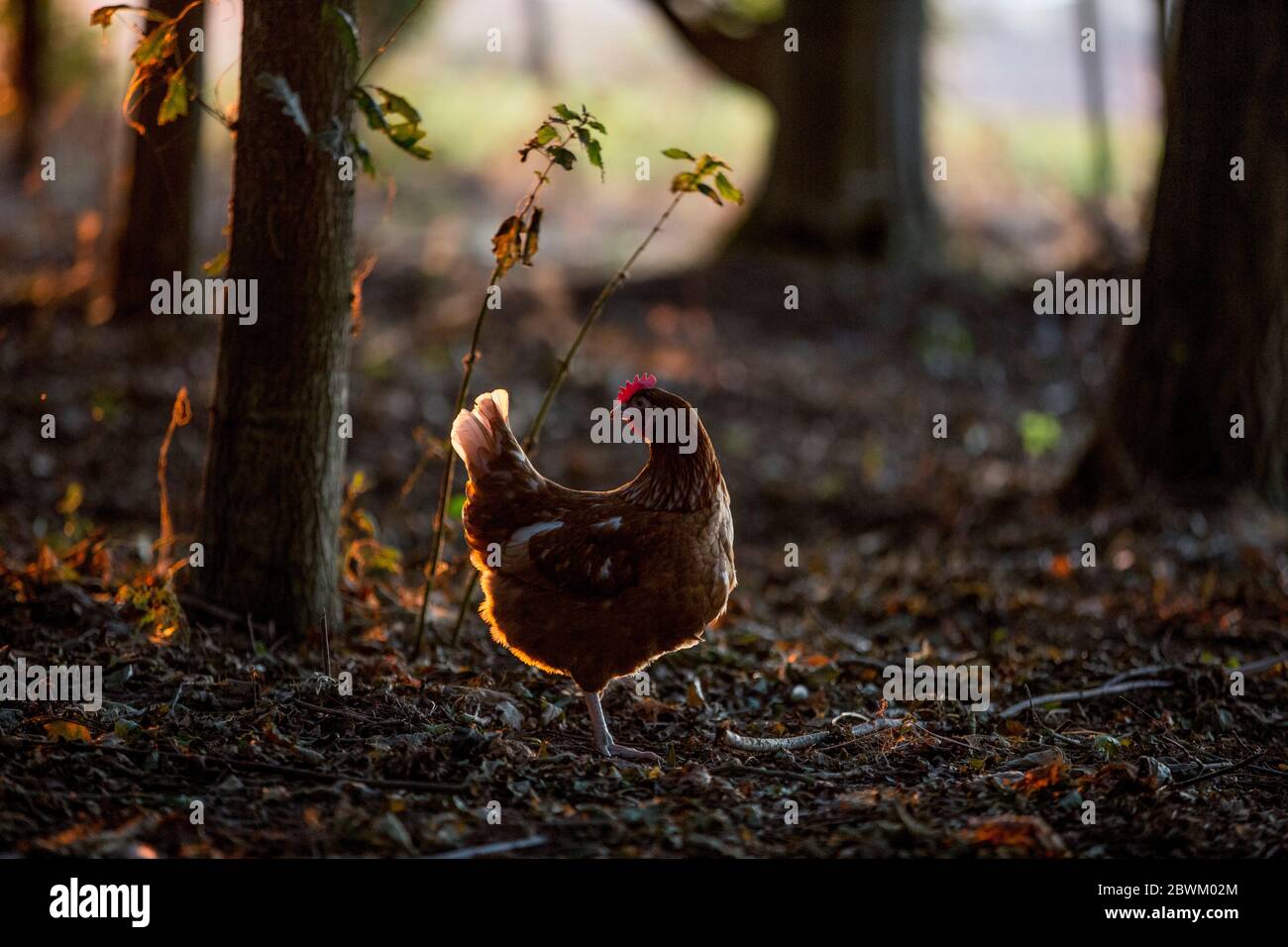 A free range chicken in woodland in early morning light Stock Photo - Alamy