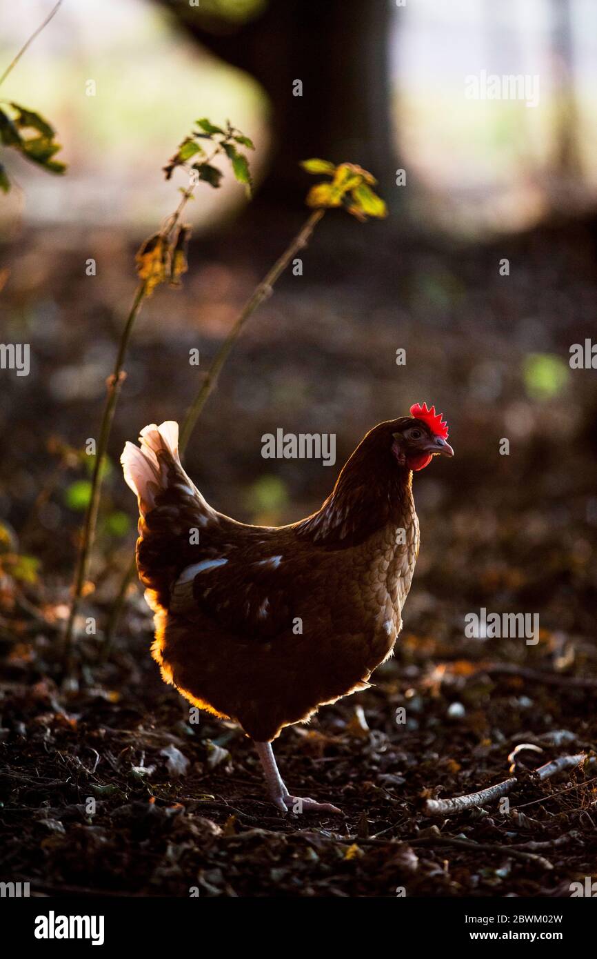 Non free range hen hi-res stock photography and images - Alamy