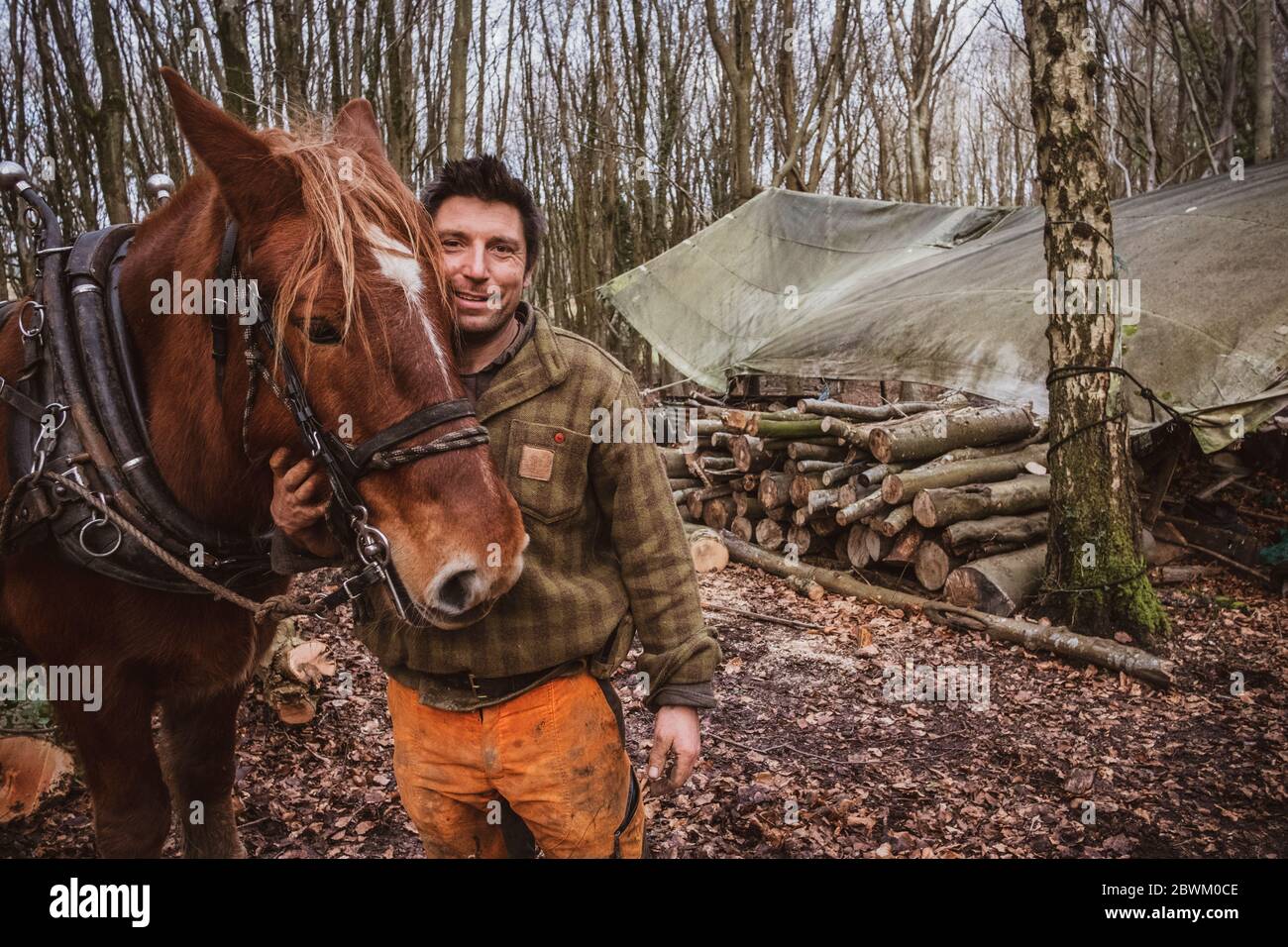 Logger and horse at work in the forest hi-res stock photography and ...