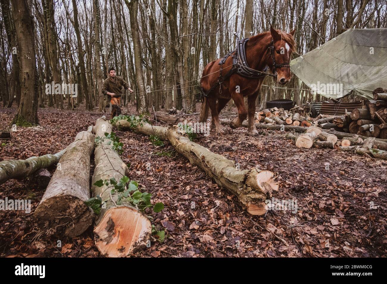 Logger driving work horse pulling a log forest Stock Photo - Alamy