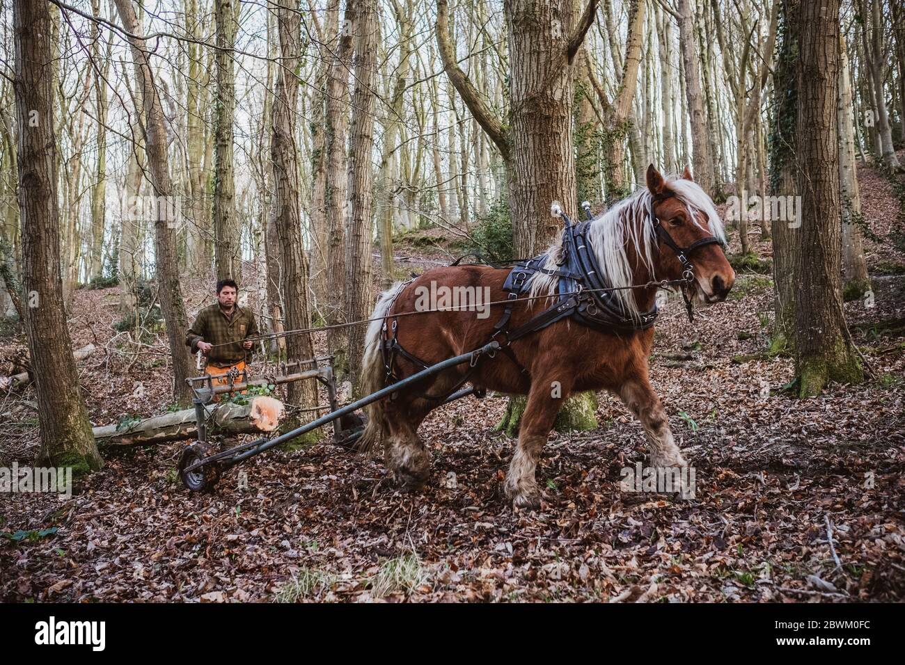 Logger driving work horse pulling a log forest Stock Photo - Alamy