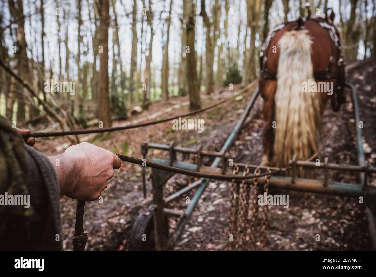 Logger driving work horse pulling a log forest Stock Photo - Alamy