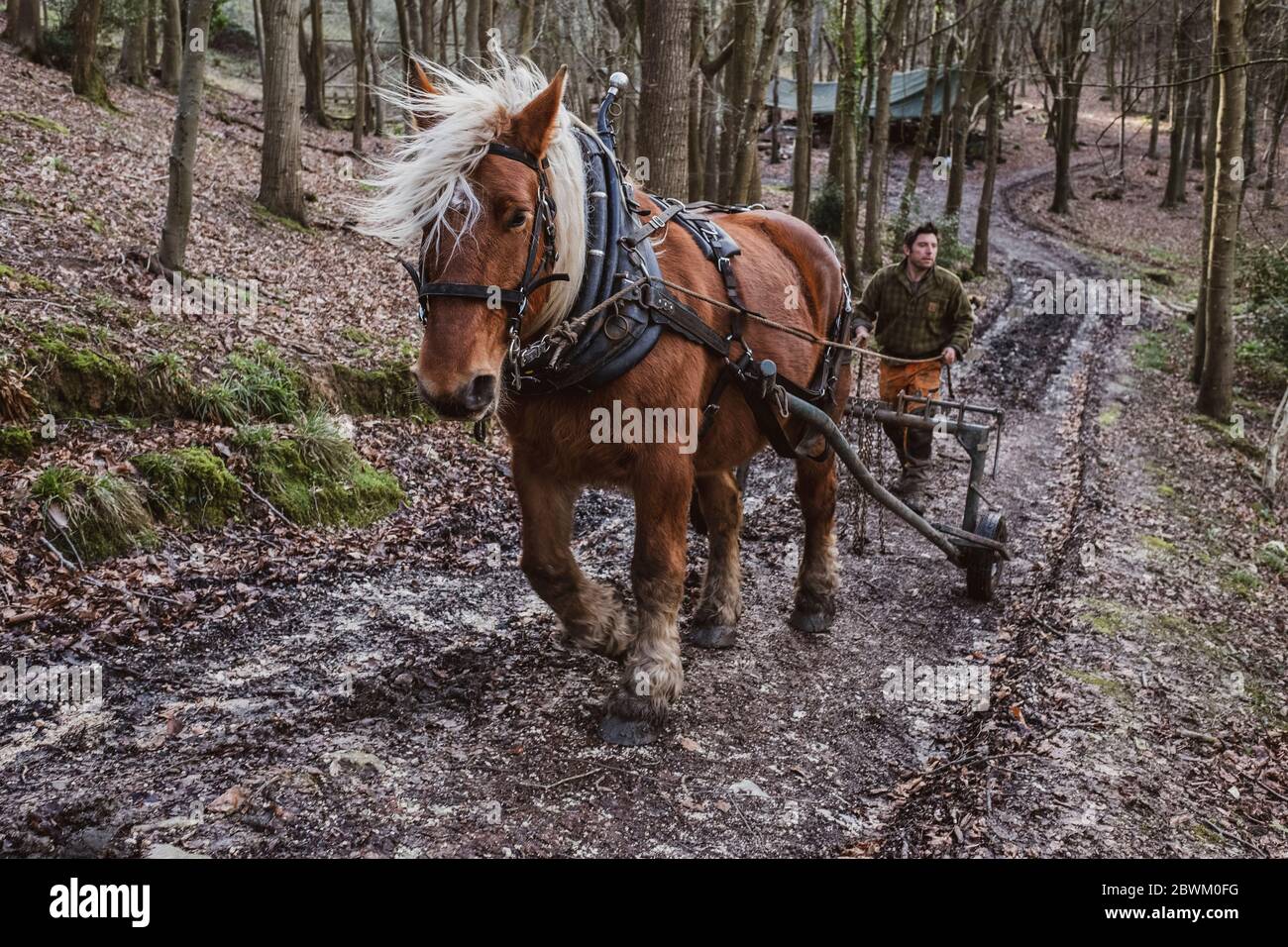 Logger driving work horse pulling a log forest Stock Photo - Alamy