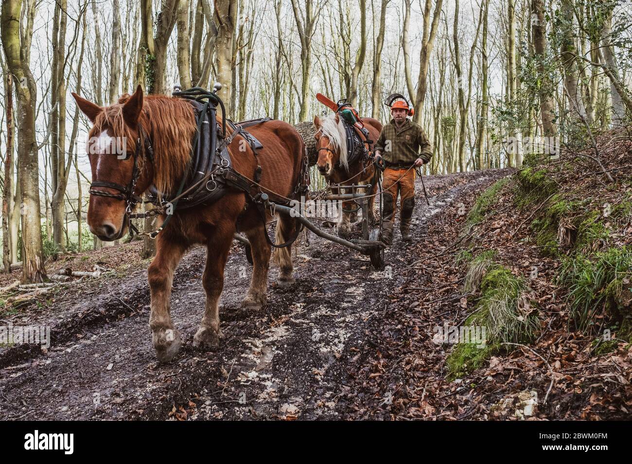 Logger driving work horse pulling a log forest Stock Photo - Alamy