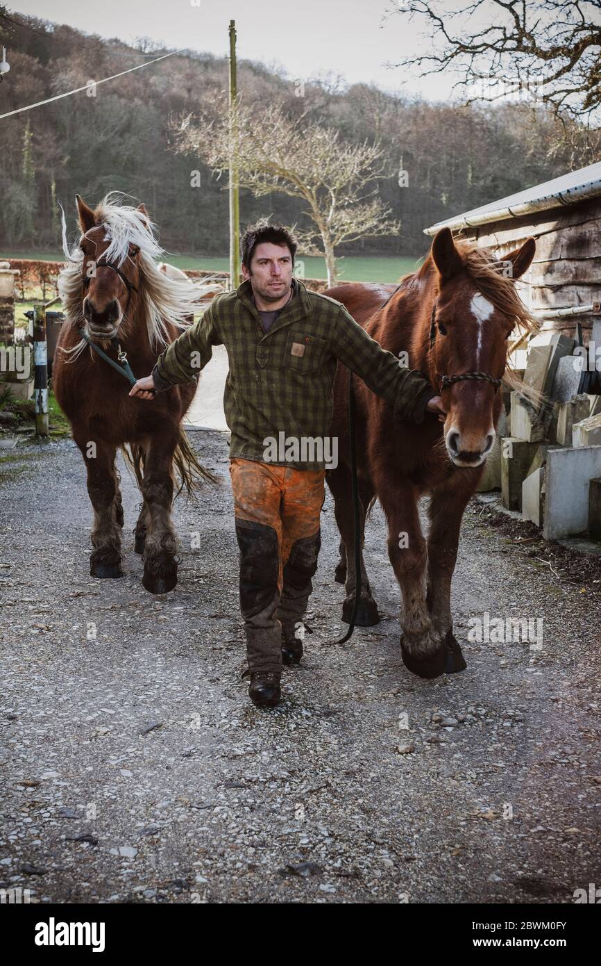 Two work horses standing hi-res stock photography and images - Alamy