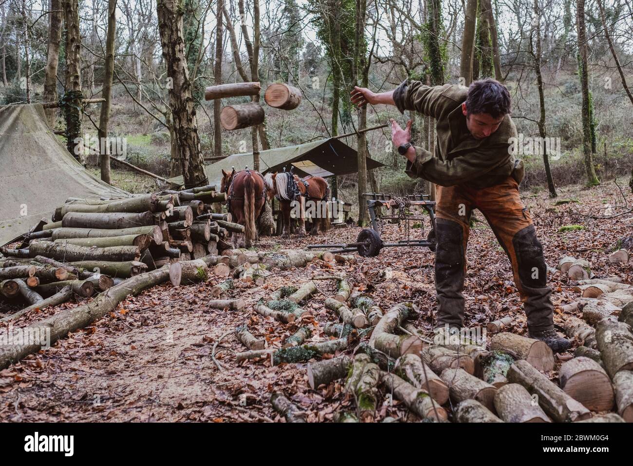 Logger working in a camp in a forest, throwing logs of wood onto heap ...