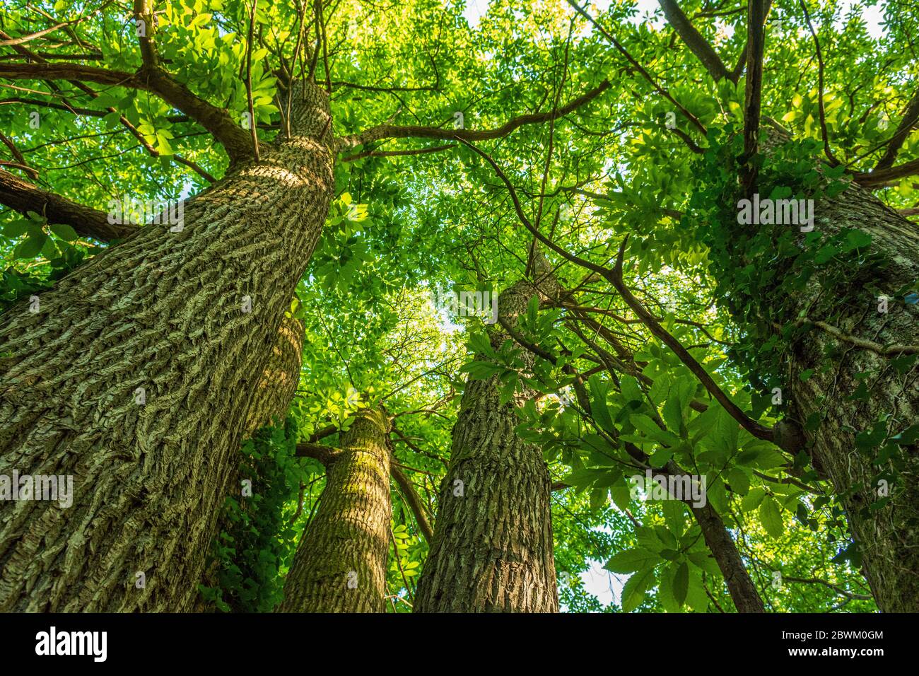 Multiple trunks tree hi-res stock photography and images - Alamy