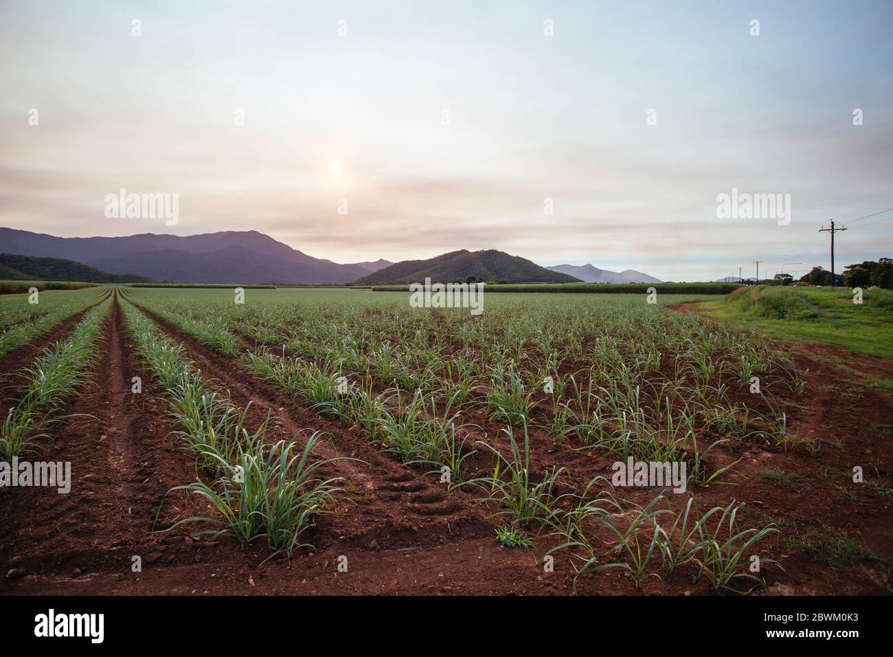 Australian Sugarcane Fields and Landscape Stock Photo - Alamy