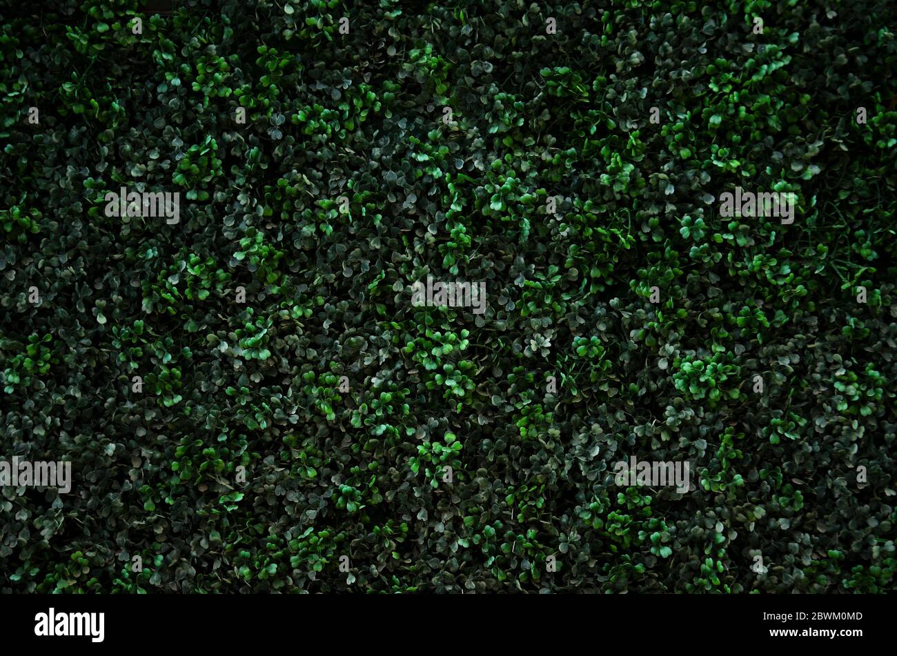 Green bush wall background, texture Stock Photo - Alamy