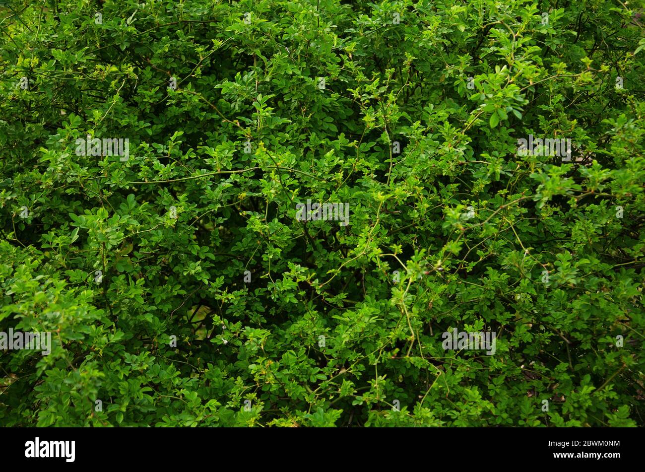 Bush texture hi-res stock photography and images - Alamy