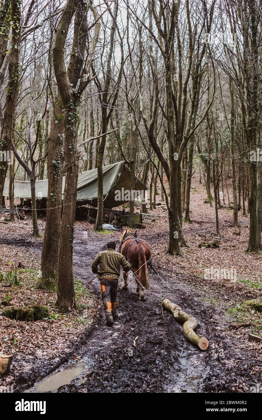 Logger driving work horse pulling a log forest Stock Photo - Alamy