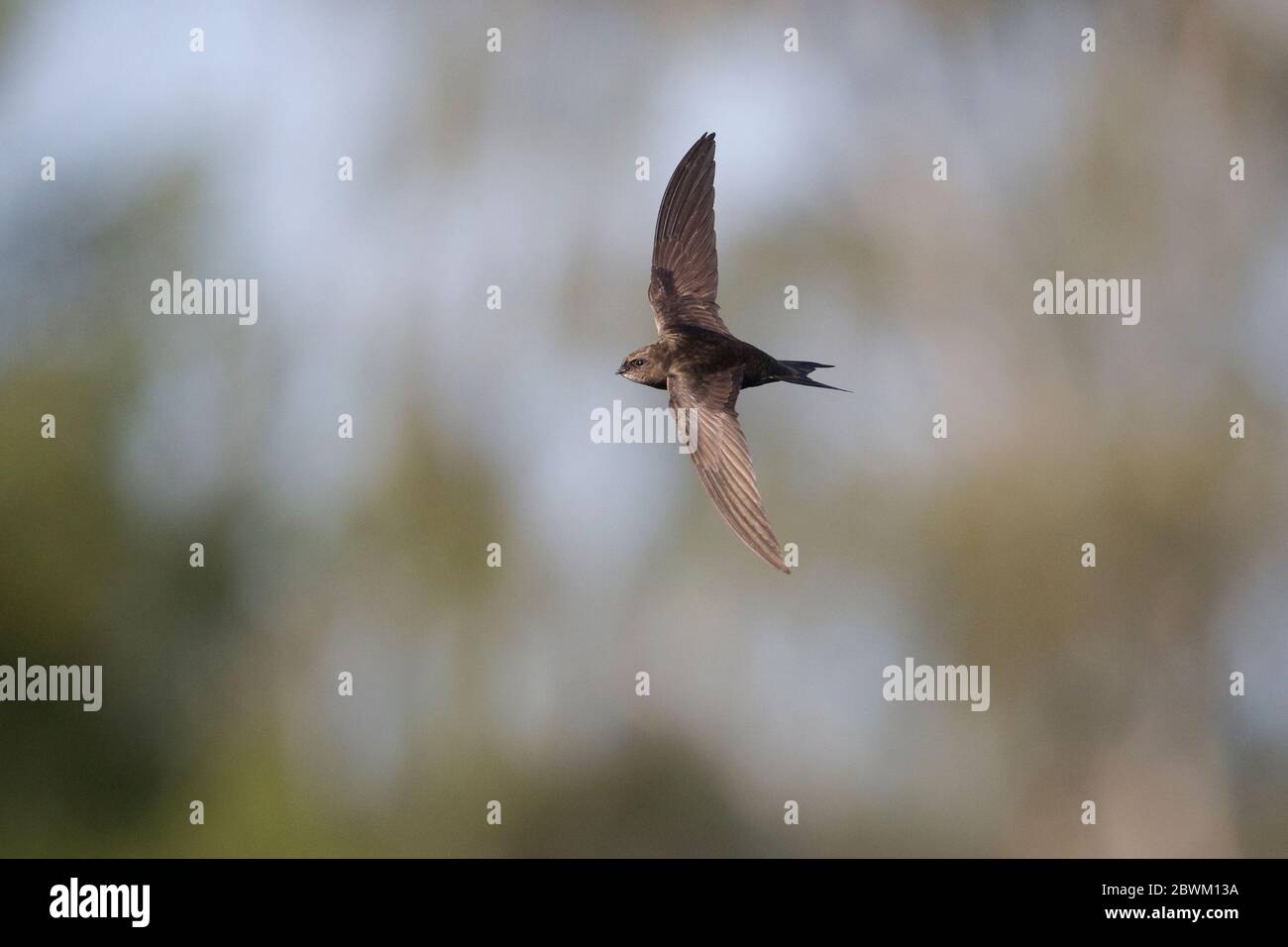 Common Swift (Apus apus Stock Photo - Alamy