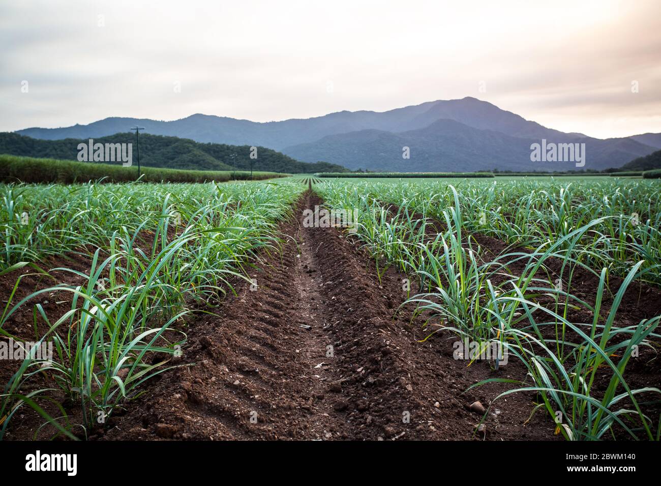Australian sugarcane fields landscape hi-res stock photography and ...