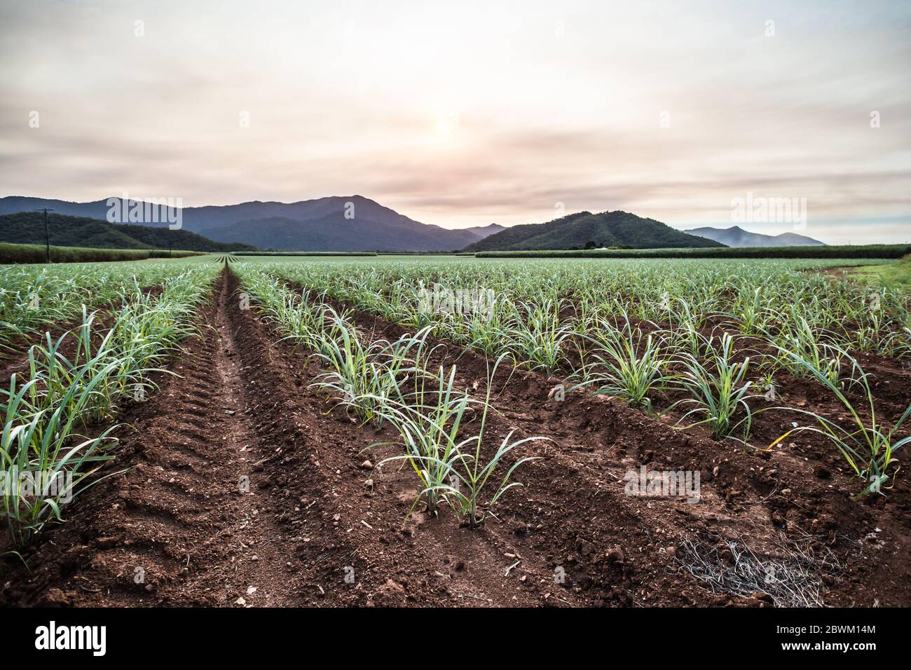 Australian Sugarcane Fields and Landscape Stock Photo - Alamy