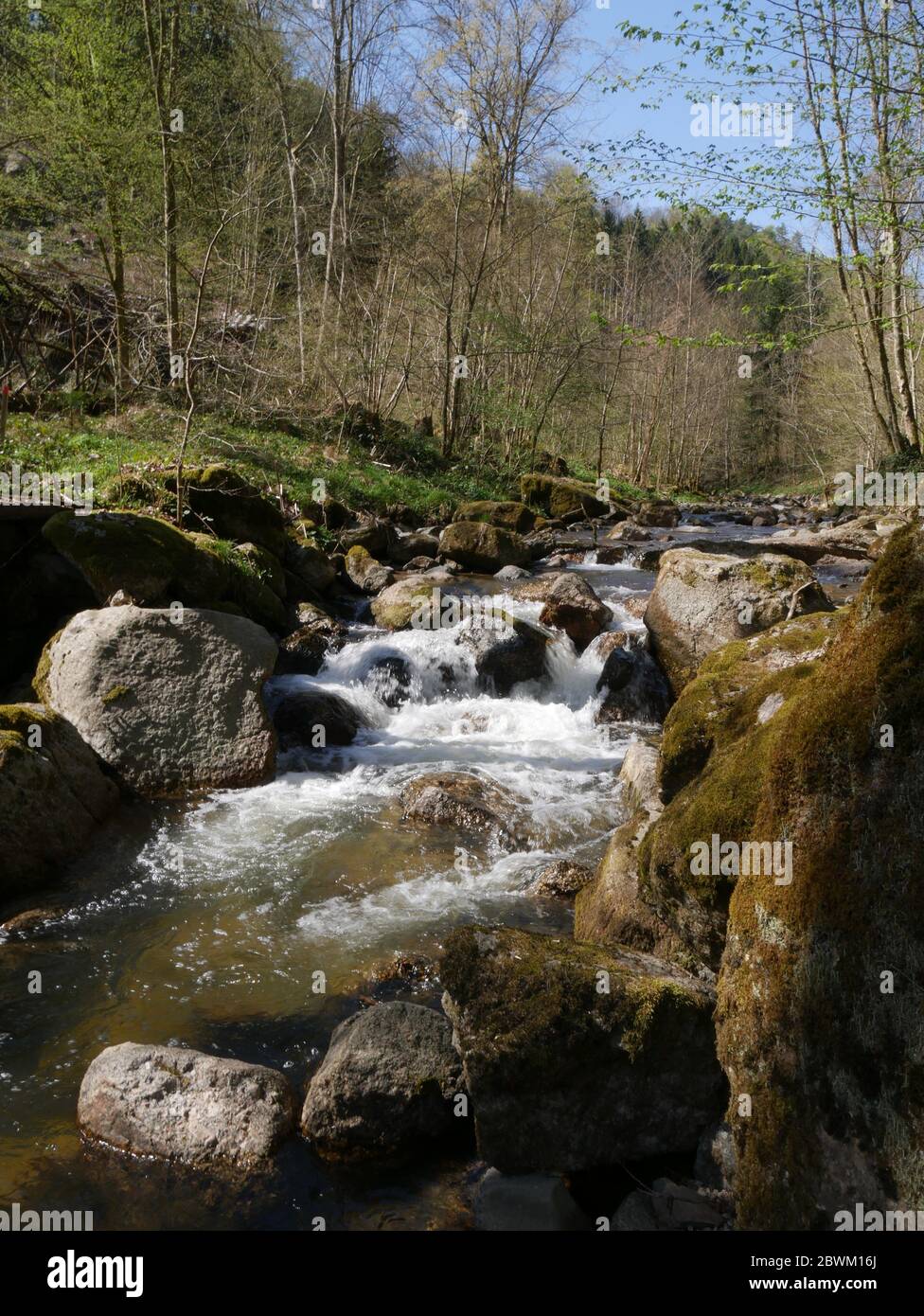 A river flowing through a forest Stock Photo - Alamy