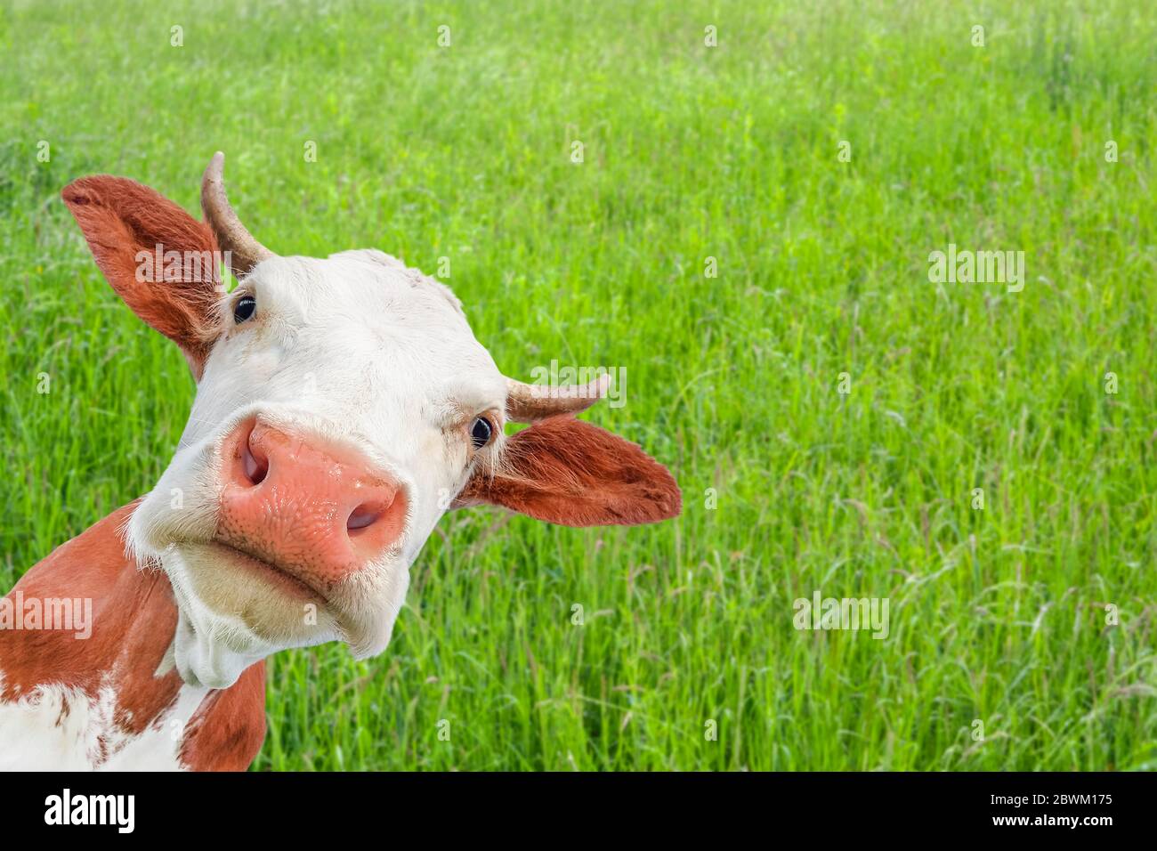 The portrait of funny red spotted cow with big snout on the background ...