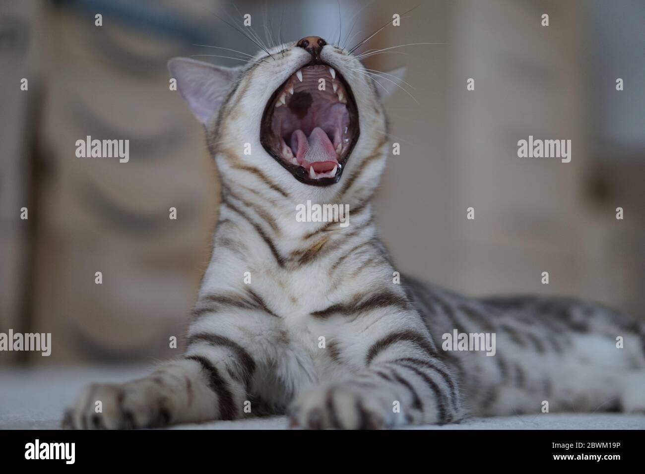Bengal Tiger Kittens