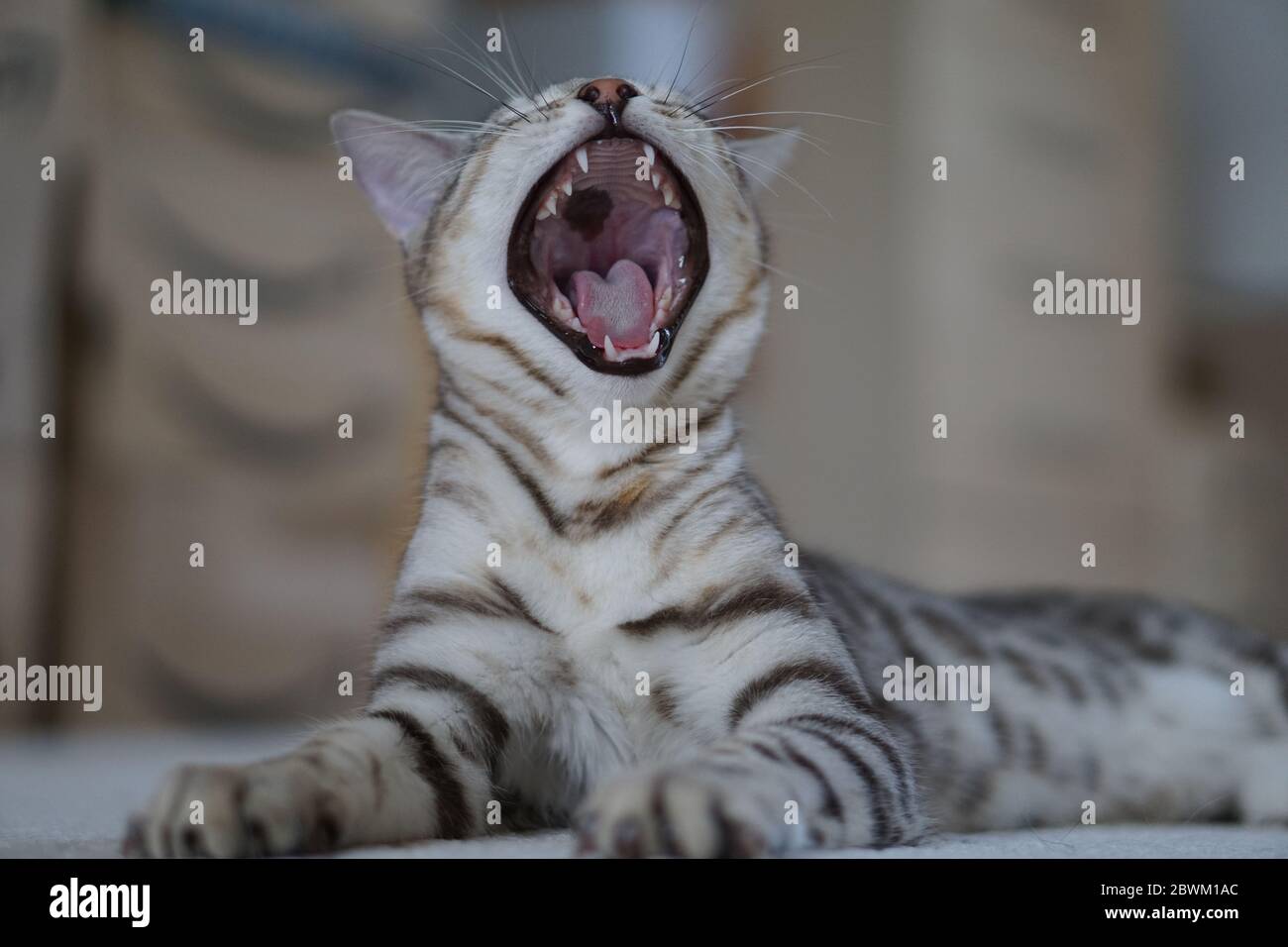 Bengal cat breed hi-res stock photography and images - Alamy