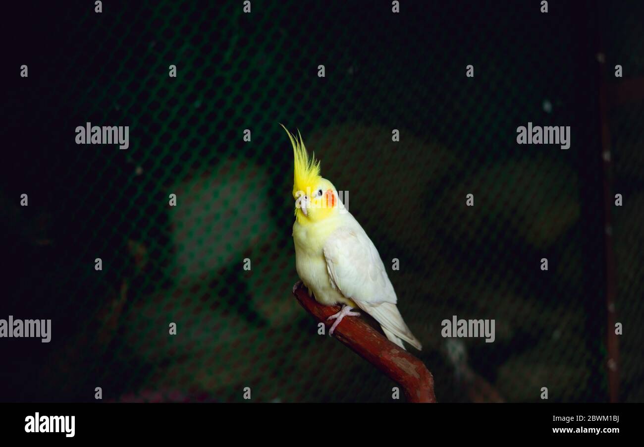 Landscape Bronzefallow Cockatiel Bird. Selective focus on Subject ...