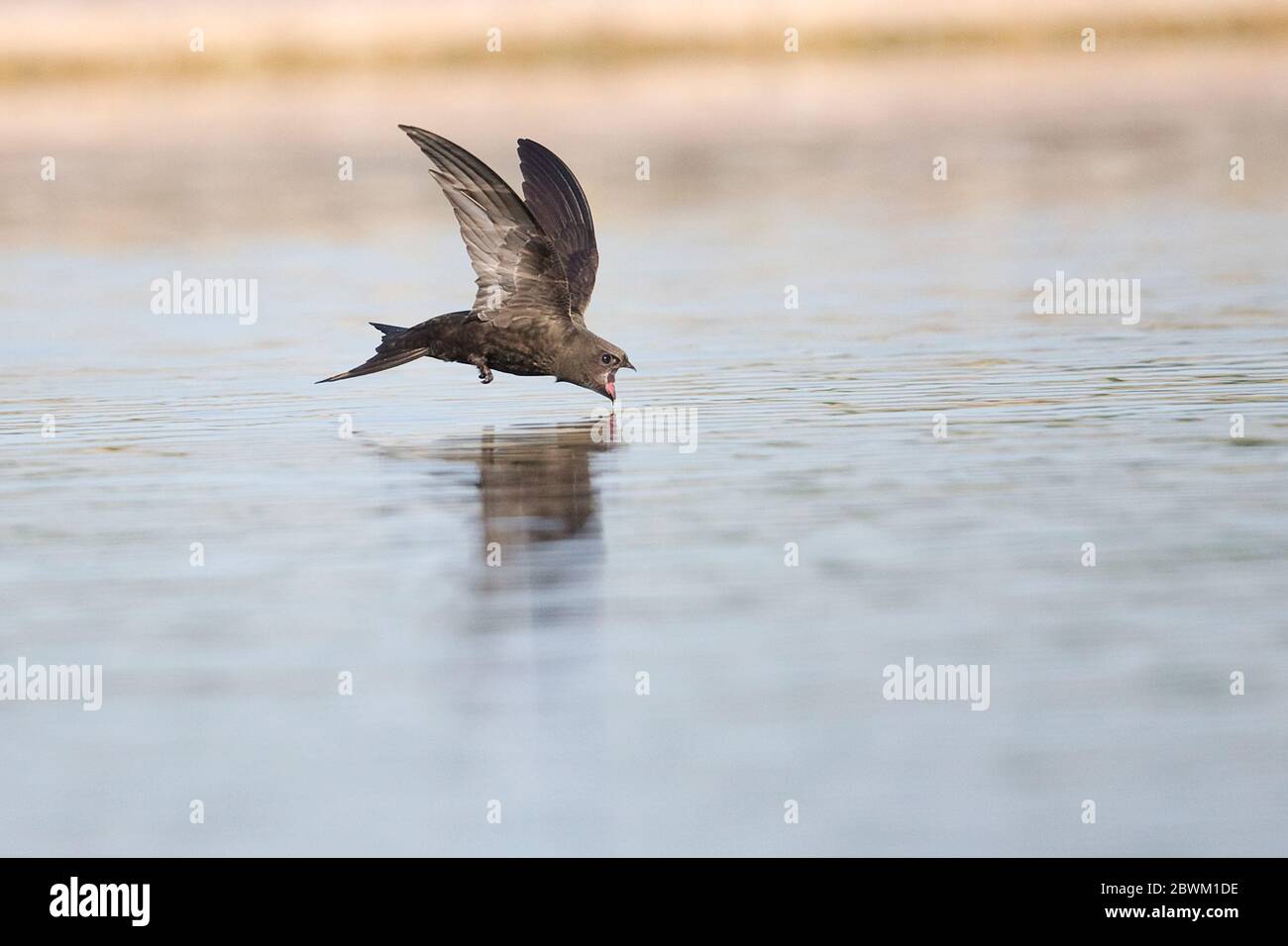 Common Swift (Apus apus Stock Photo - Alamy