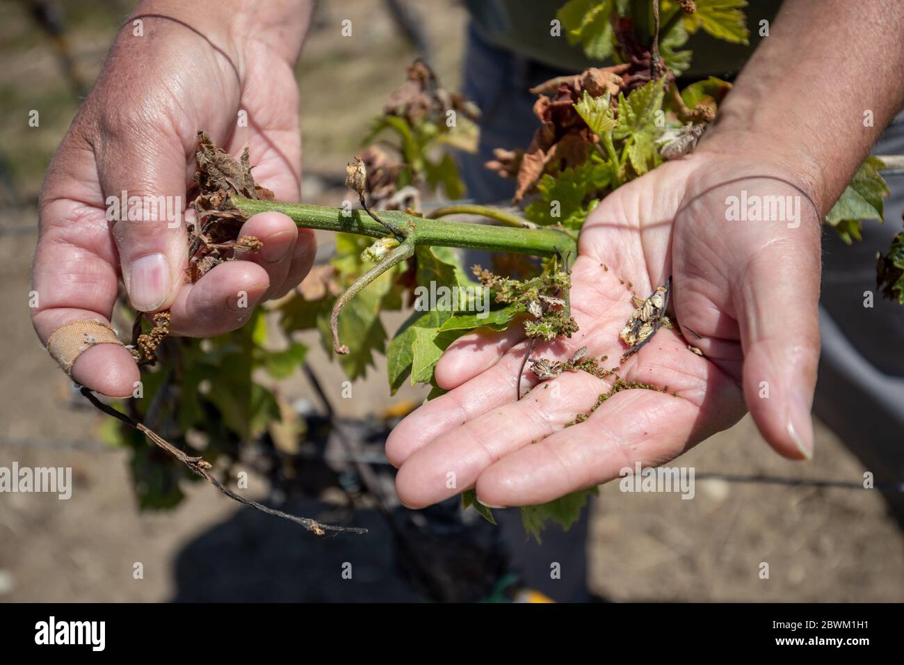 Nordheim Am Main, Germany. 02nd June, 2020. Grape base damaged by frost ...