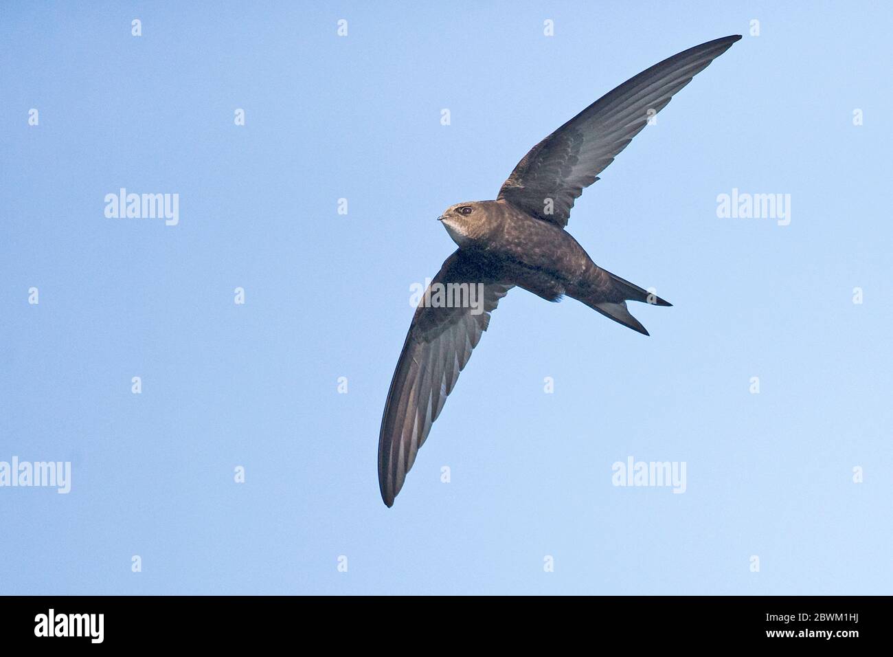 Swift apus apus uk hi-res stock photography and images - Alamy