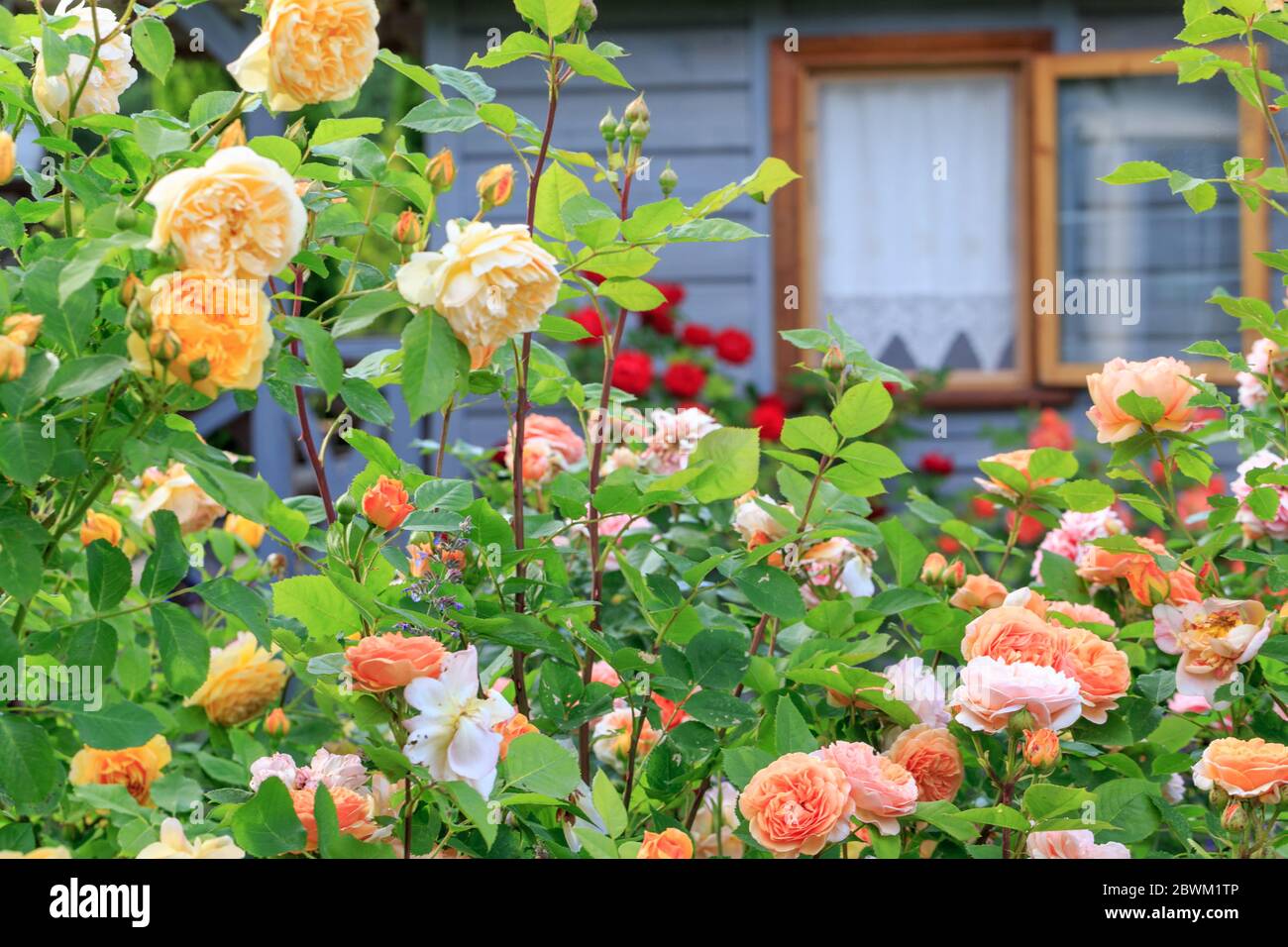 Beautiful orange and red roses in a garden Stock Photo - Alamy