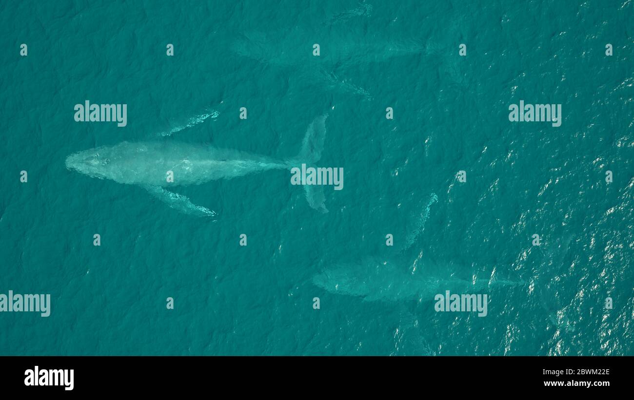 Humpback Whale Aerial View Ocean Swimming 3d illustration 3d render ...