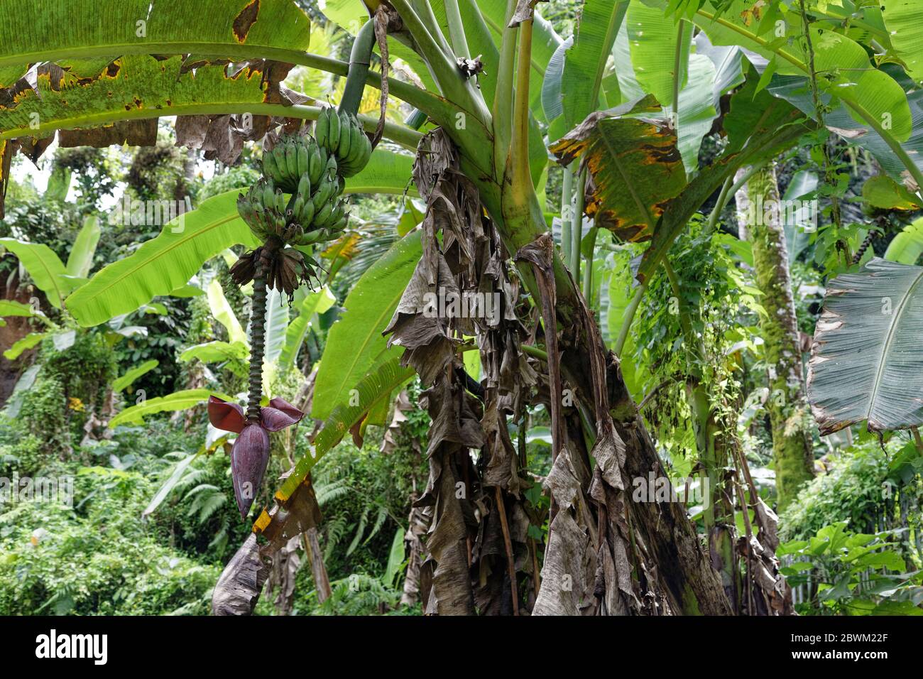 Tampaksiring, Bali Island, Indonesia. 27th May, 2019. Banana tree near ...