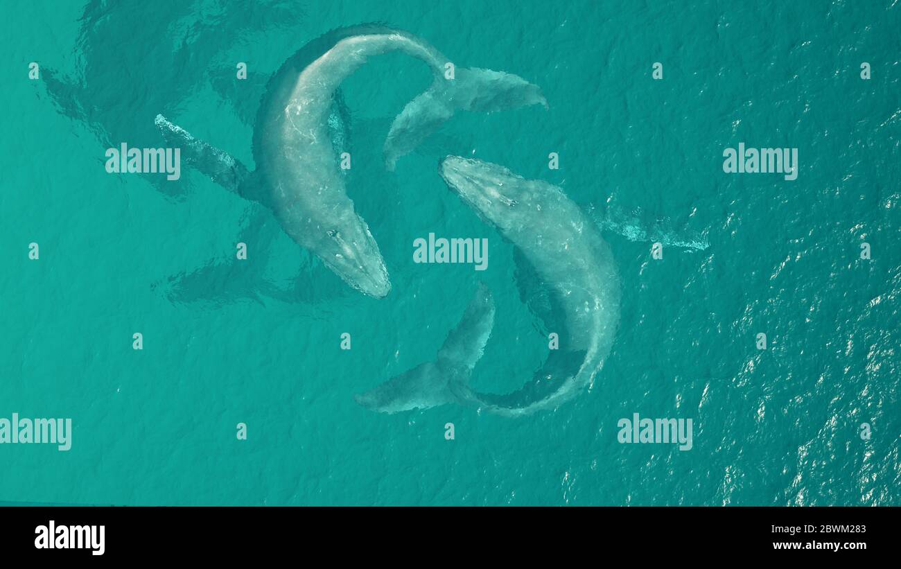 Whale above below water hi-res stock photography and images - Alamy