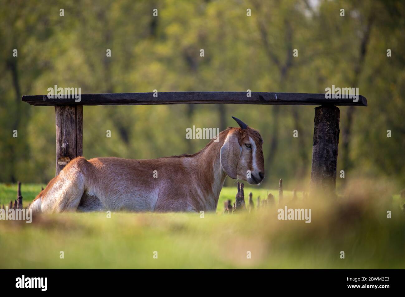 Landscape Goat taking rest in trees shadow. Selective focus. Shallow ...