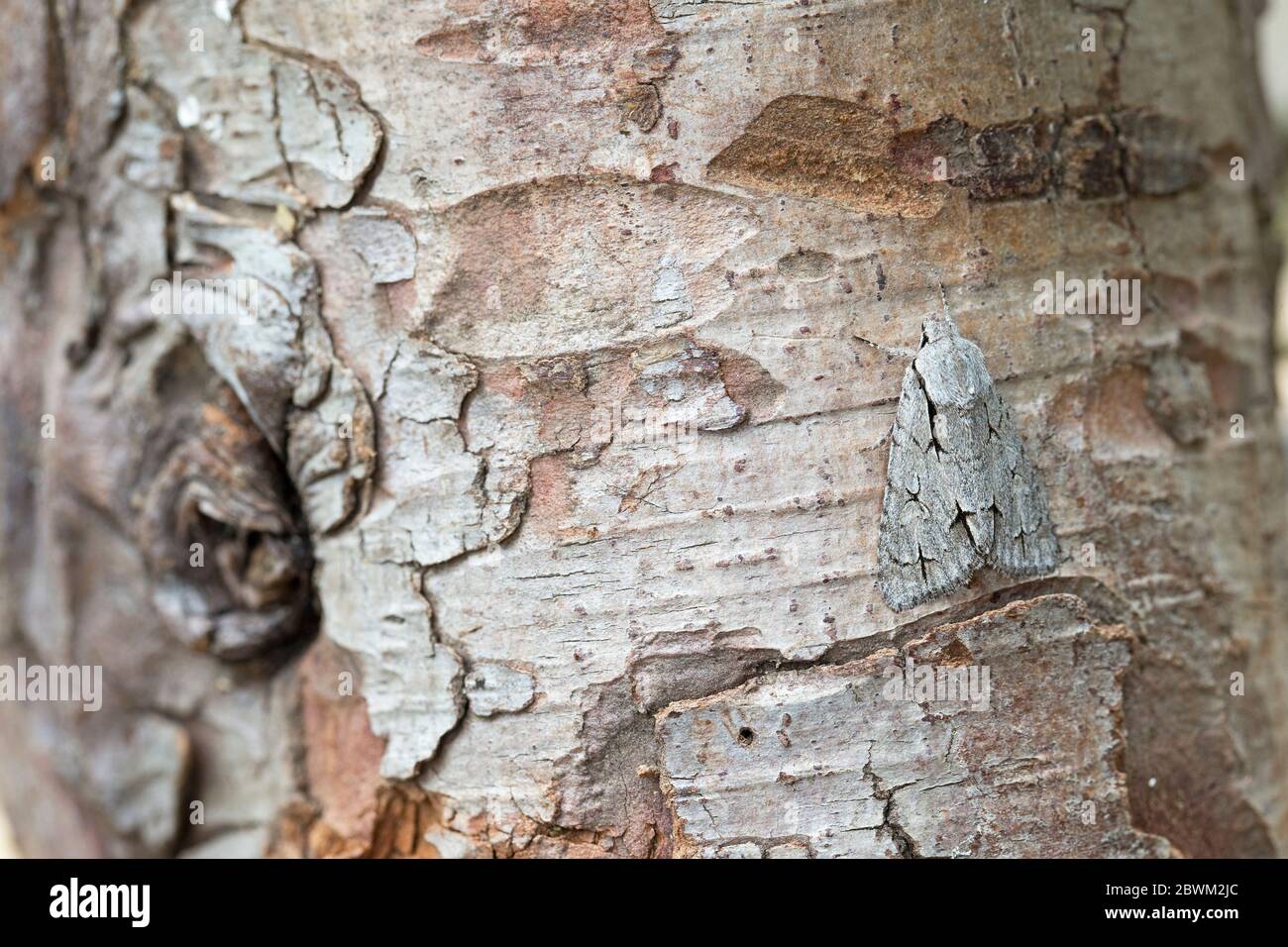 Grey dagger grey dagger moth hi-res stock photography and images - Alamy