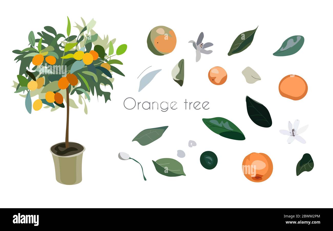 Orange Tree Vector