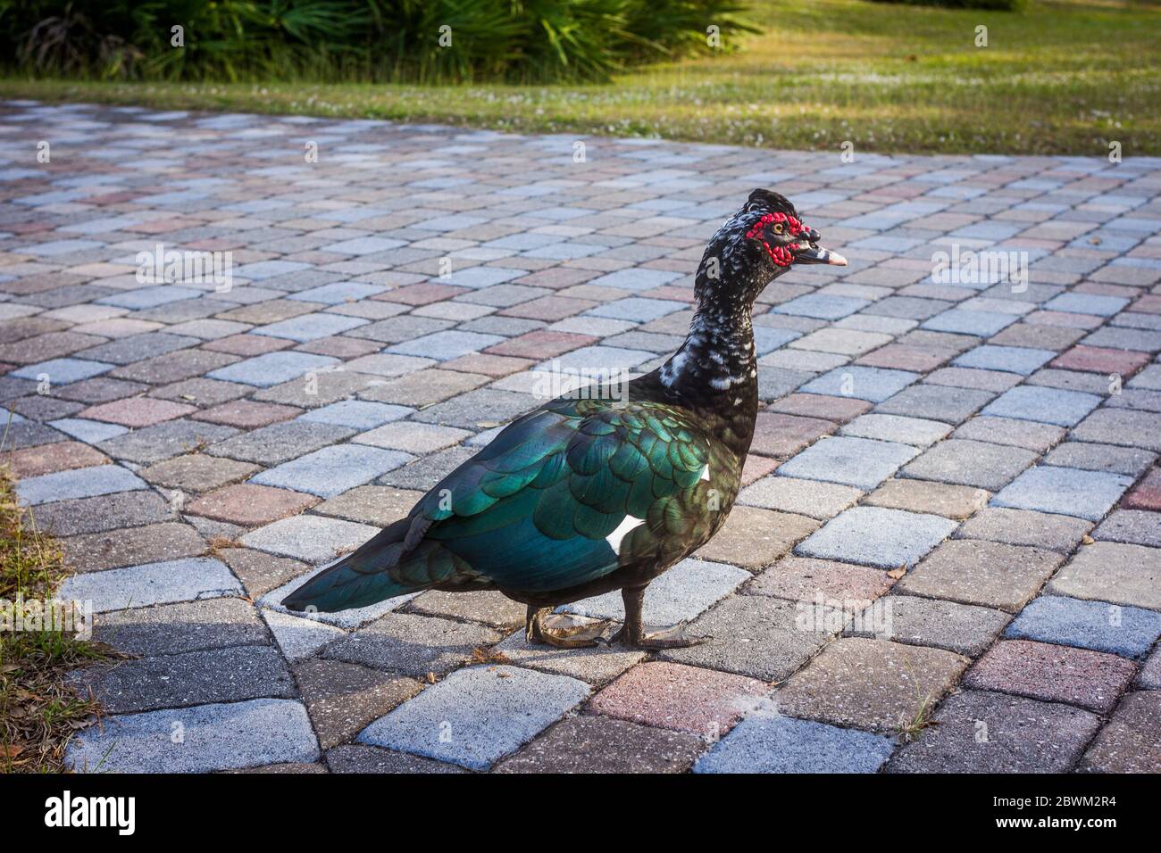 Grey muscovy duck hi-res stock photography and images - Alamy