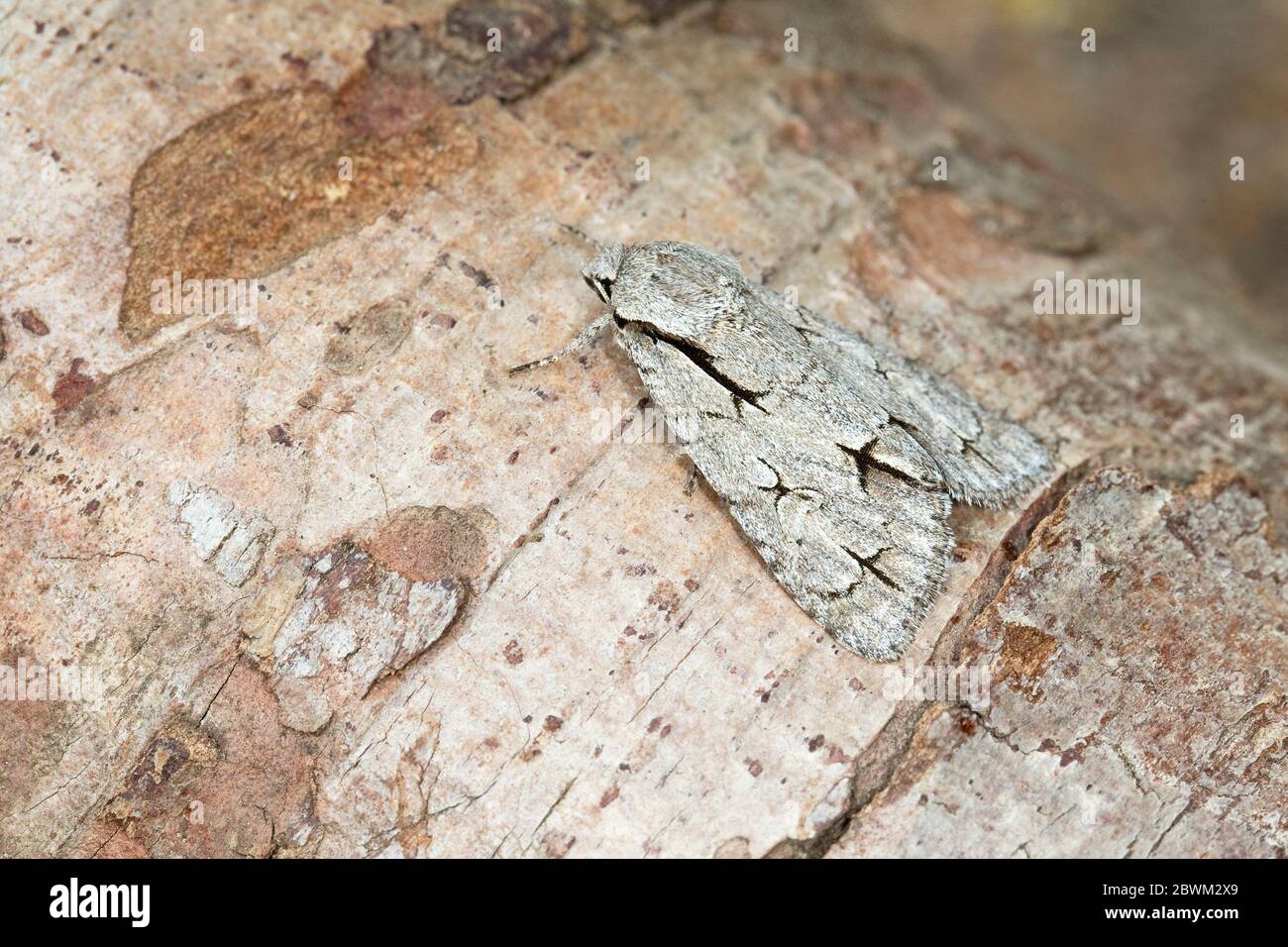Grey daggers hi-res stock photography and images - Alamy